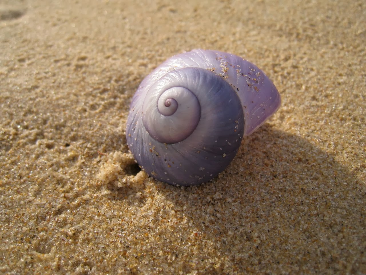 HD Beach Snails WallPapers - Wallpapers Free