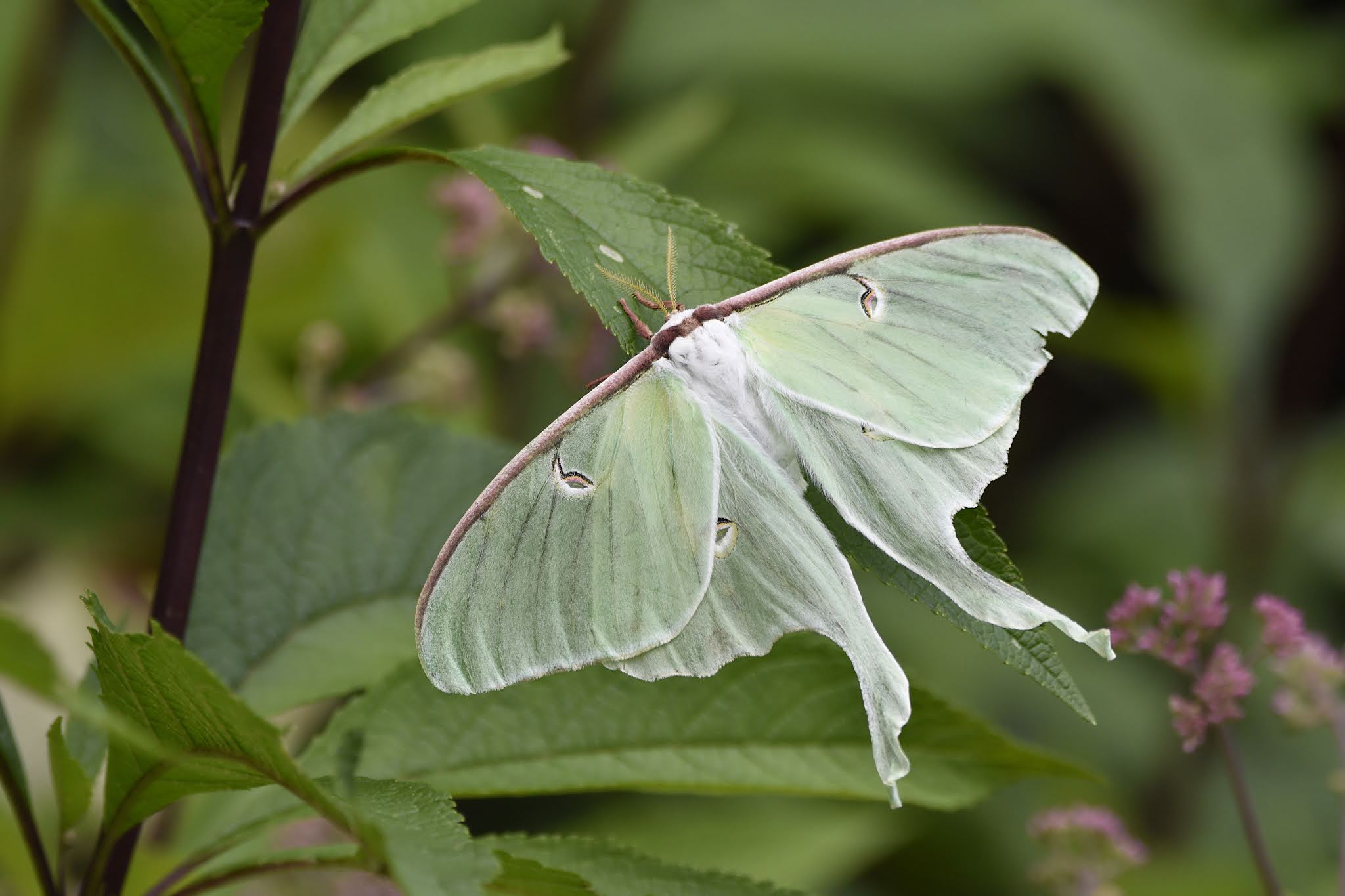 Nocturnal Enchanters: All About Luna Moths | Nature Notes Blog