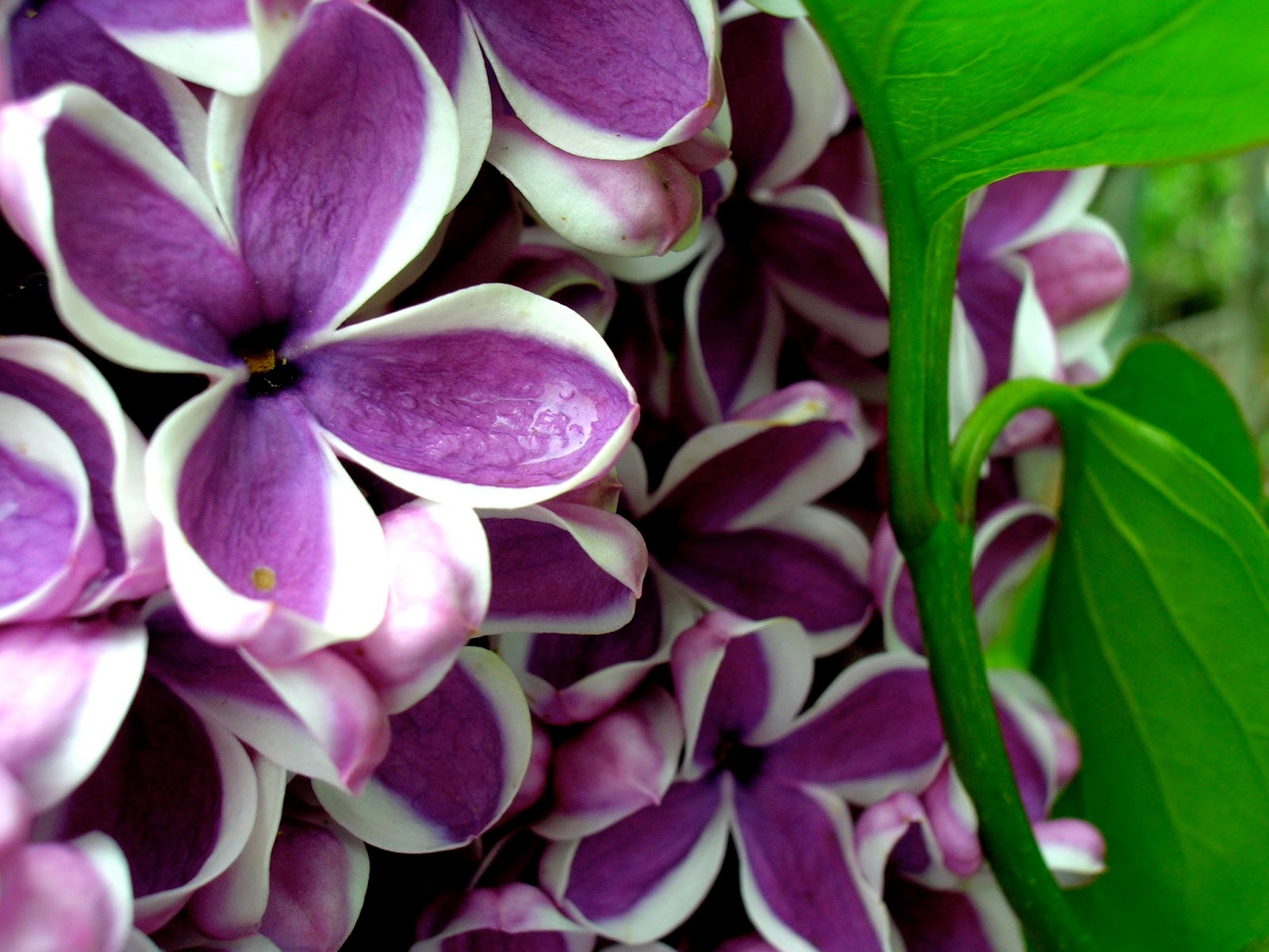 7.Lilac ~ top 10 flowers of love
