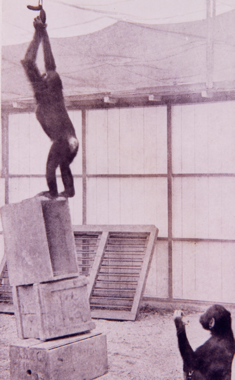 PROYECTO GRAN SIMIO (GAP/PGS ESPAÑA) PRENSA: PROYECTO GRAN SIMIO APOYA ...