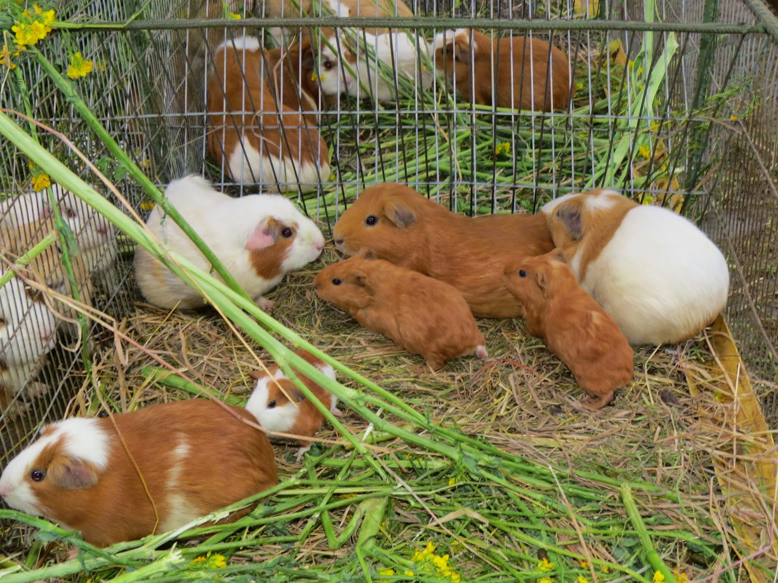 crianza y producción de cuyes