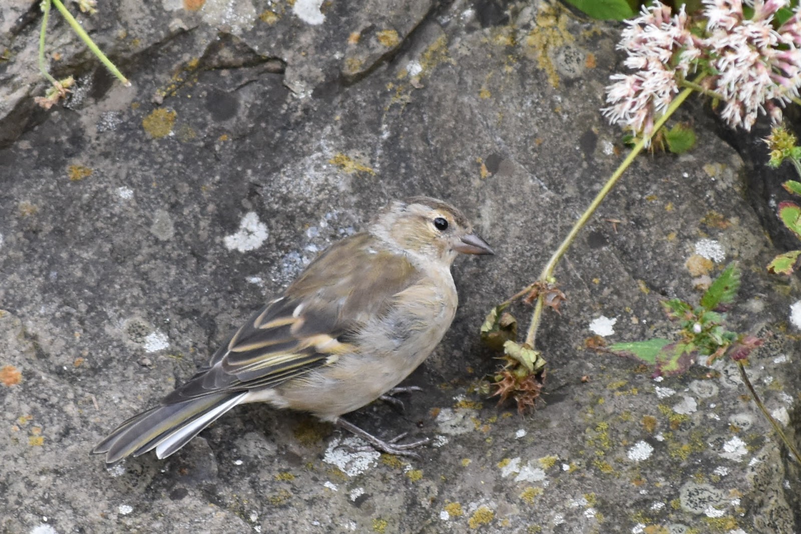 ZOOTOGRAFIANDO (6.096 ANIMALS): PINZÓN COMÚN / COMMON CHAFFINCH ...