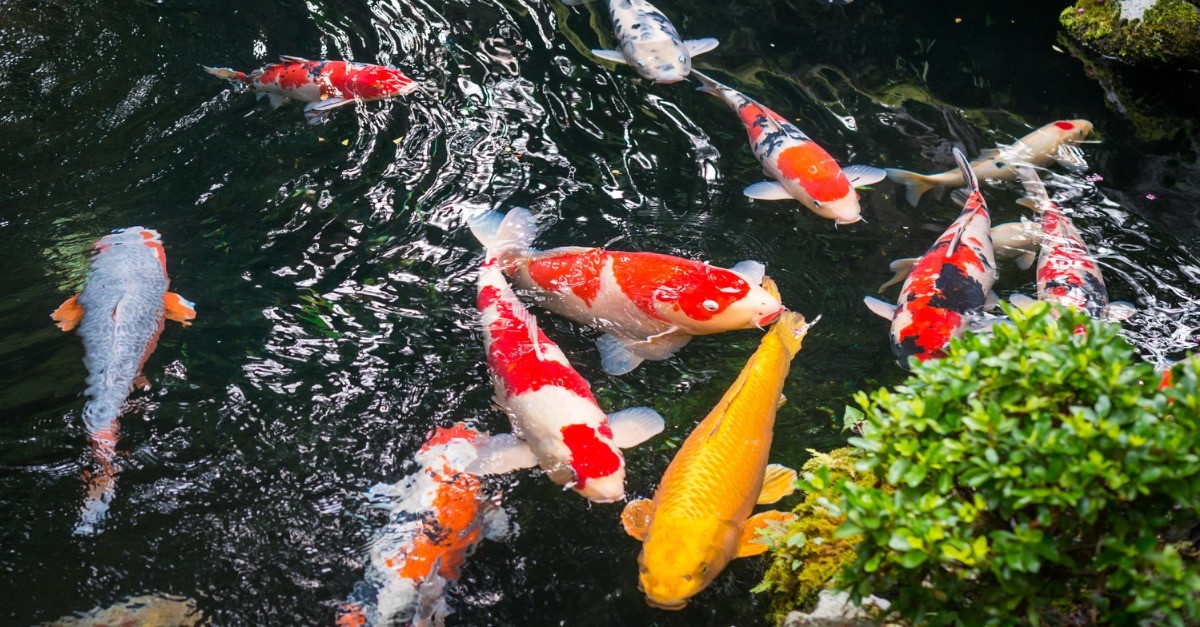 Koi Fish