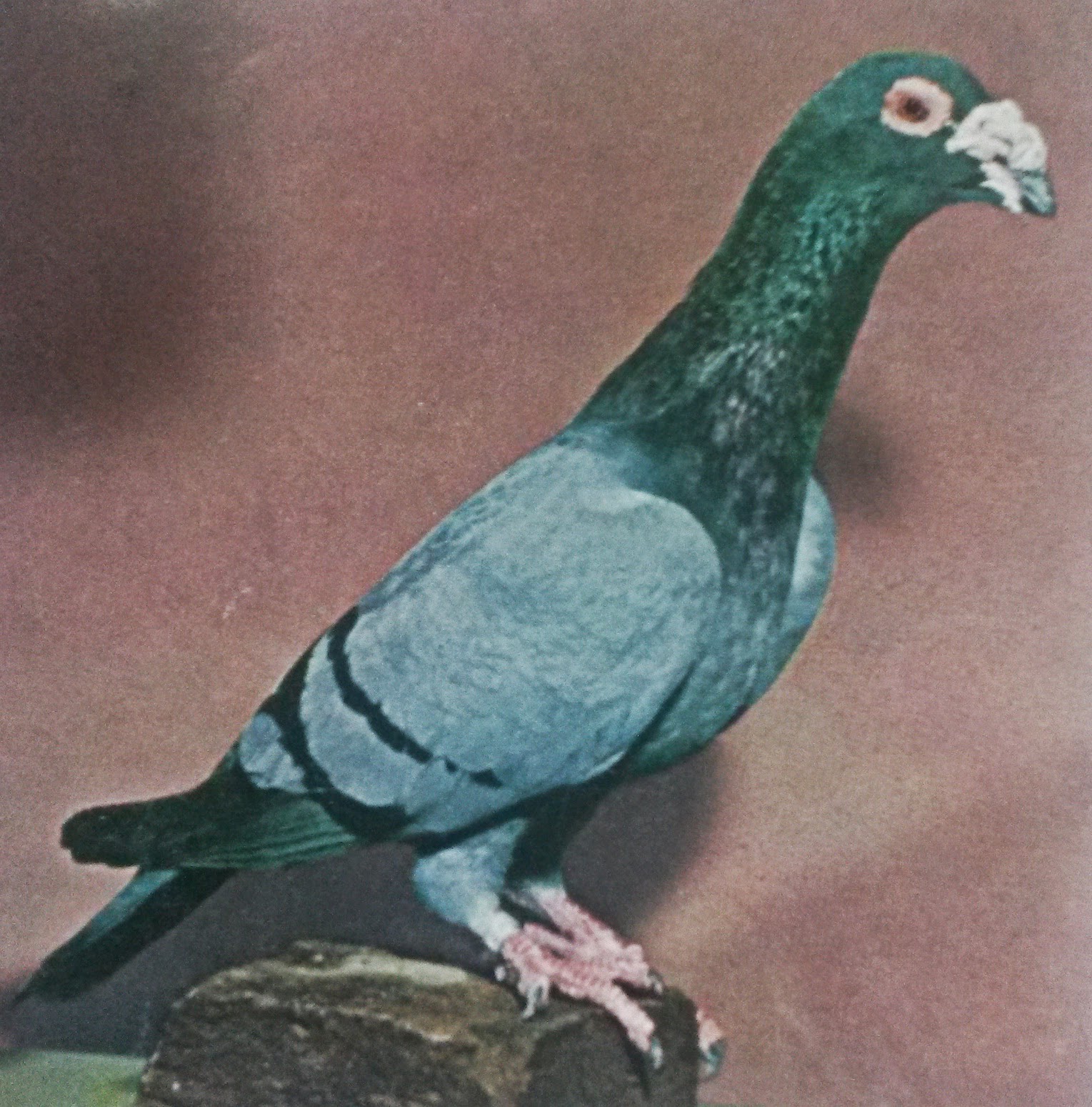 Syrian Bagdad or Bagdadi Pigeon Origin Description Size Ornaments ...