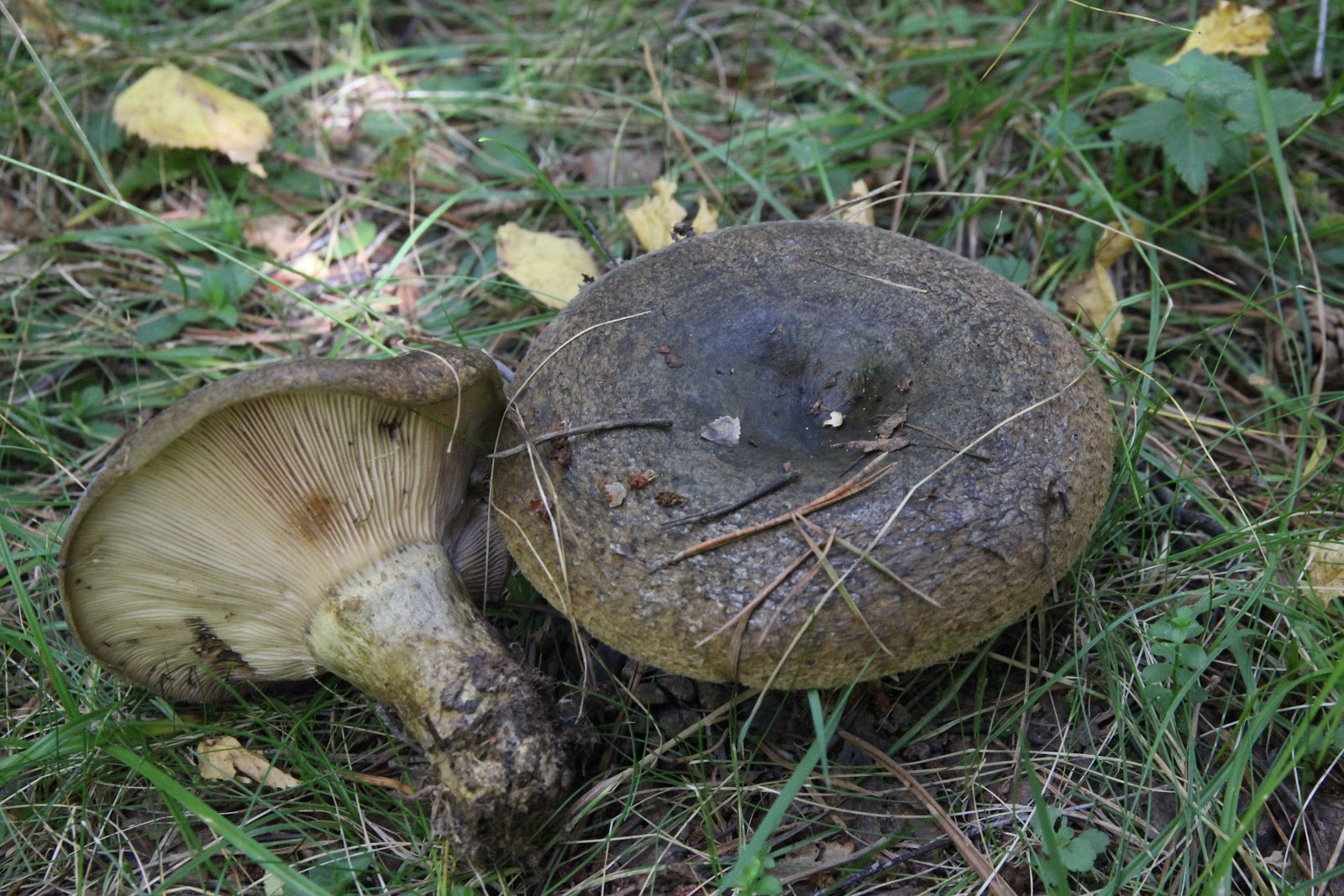 Guía de Setas y Hongos de Navarra.: Lactarius turpis (Weinmann) Fries