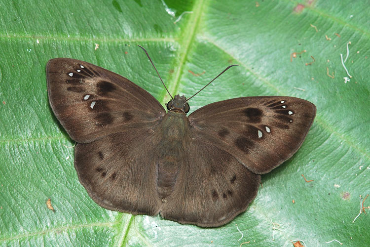 January 2014 | Butterfly Muse