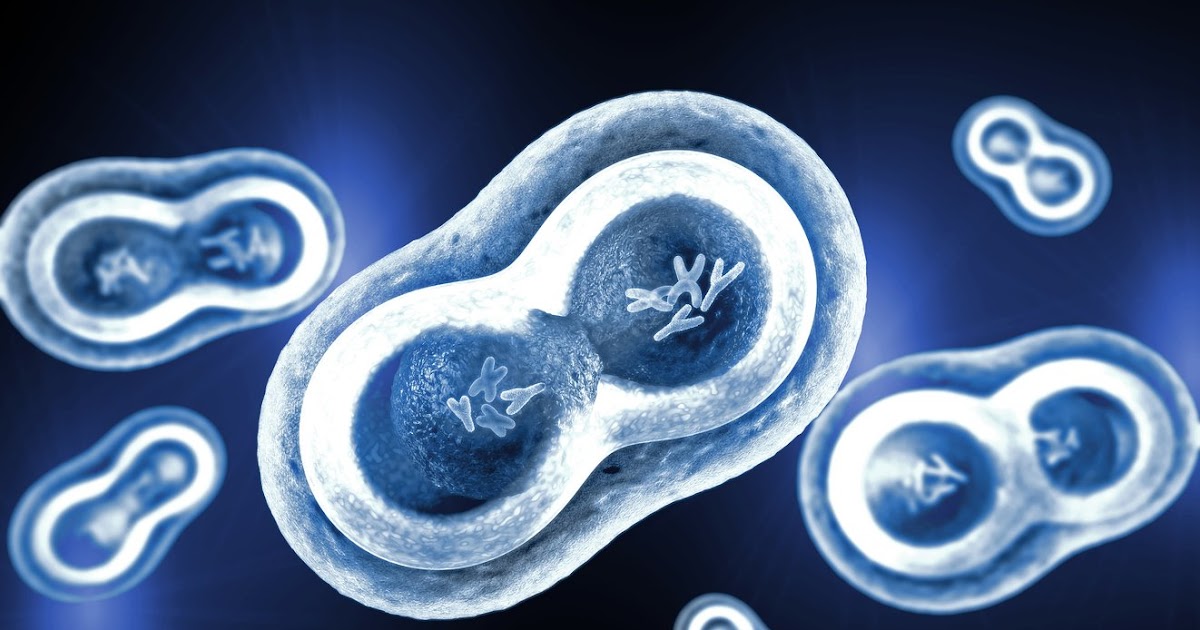 MULTIPLICACIÓN CELULAR