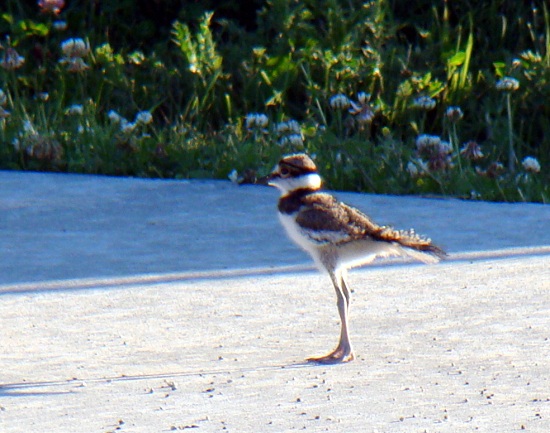 A Move Begins: New Birds on the Pend Orielle