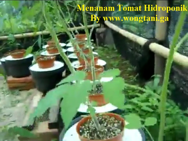 Panduan Lengkap Menanam Tomat Hidroponik Bagi Pemula