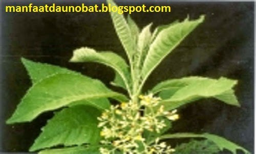 Manfaat Daun Sembung Dan Khasiat Daun Sembung | Cara Pengobatan Tradisional