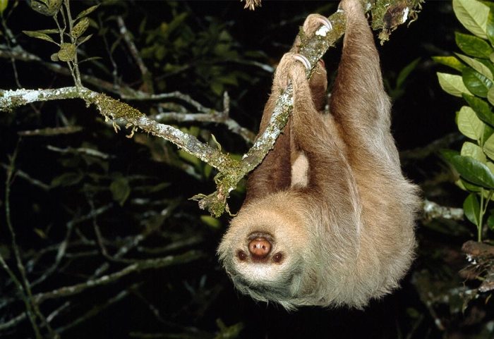 animal cold cute: Sloth - Rare and Different South American Mammal