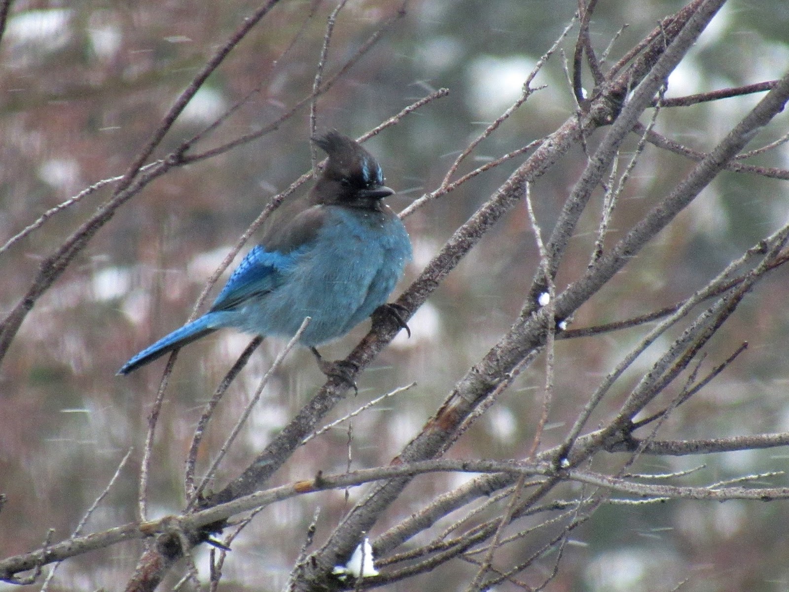 Snow Birds of the Sierra
