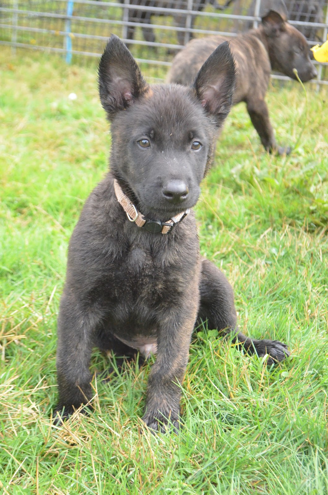 Pleasant Dreams Farm: T minus 7 days.