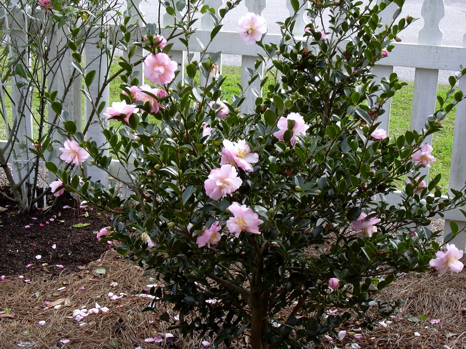 Garden On Fourth Street: Garden Bloggers Bloom Day~January 2016~Central ...