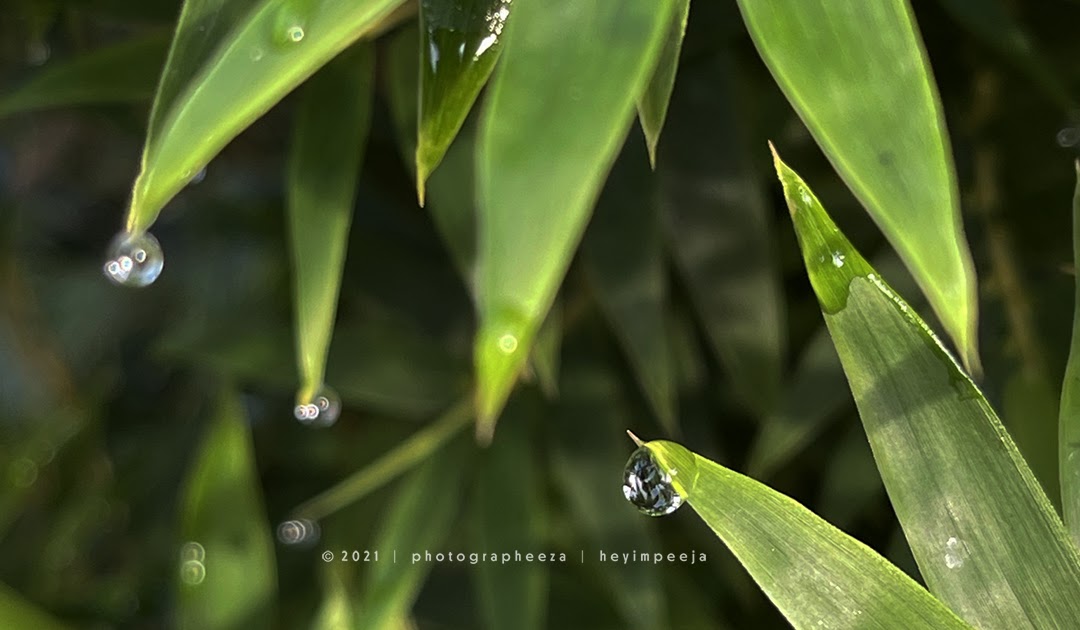 Embun Pagi Bulat Bulat | Blog Sihatimerahjambu