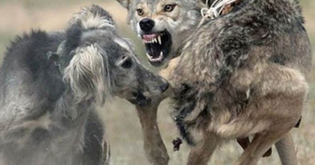 White Wolf : Judge Okays Wolf Hunting with Dogs in Wisconsin