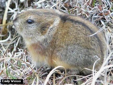 Animalia Sorprendente.: Los lemmings y su extraña conducta...¿realidad ...