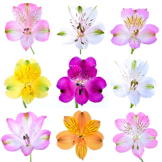 Astromelias | Alstroemeria «lirio de campo» - Id Plantae