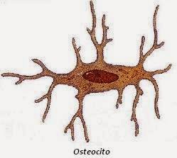 Orgánulos Celulares : Osteocito