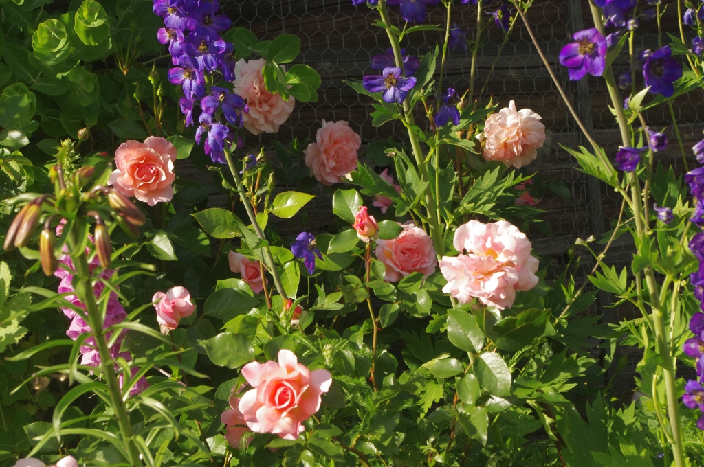 roos on roos: Pojengide....