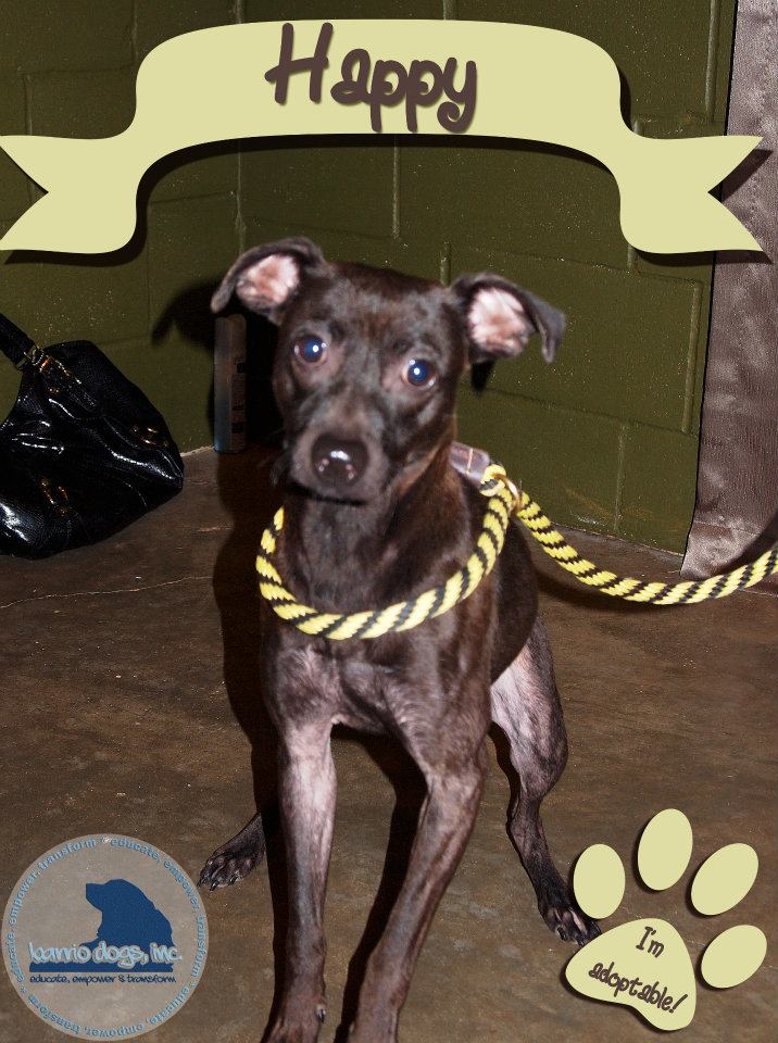 Barrio Dogs: Dog Park- An Art Event Benefiting Barrio Dogs