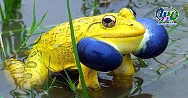 Rarely seen! Many yellow frogs appear during India's monsoon season ...