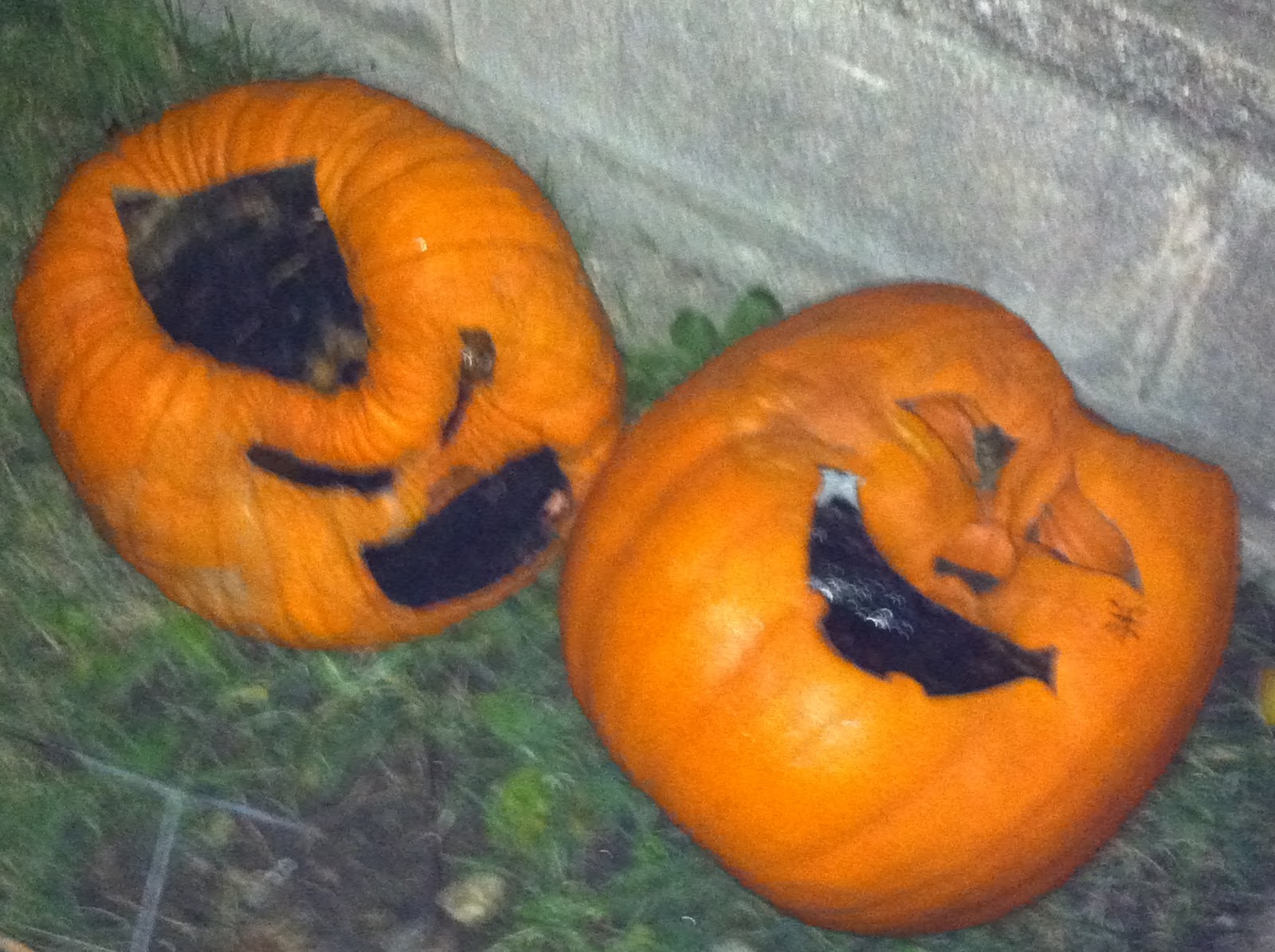 3 Eye Union: November punkin carving award goes to...