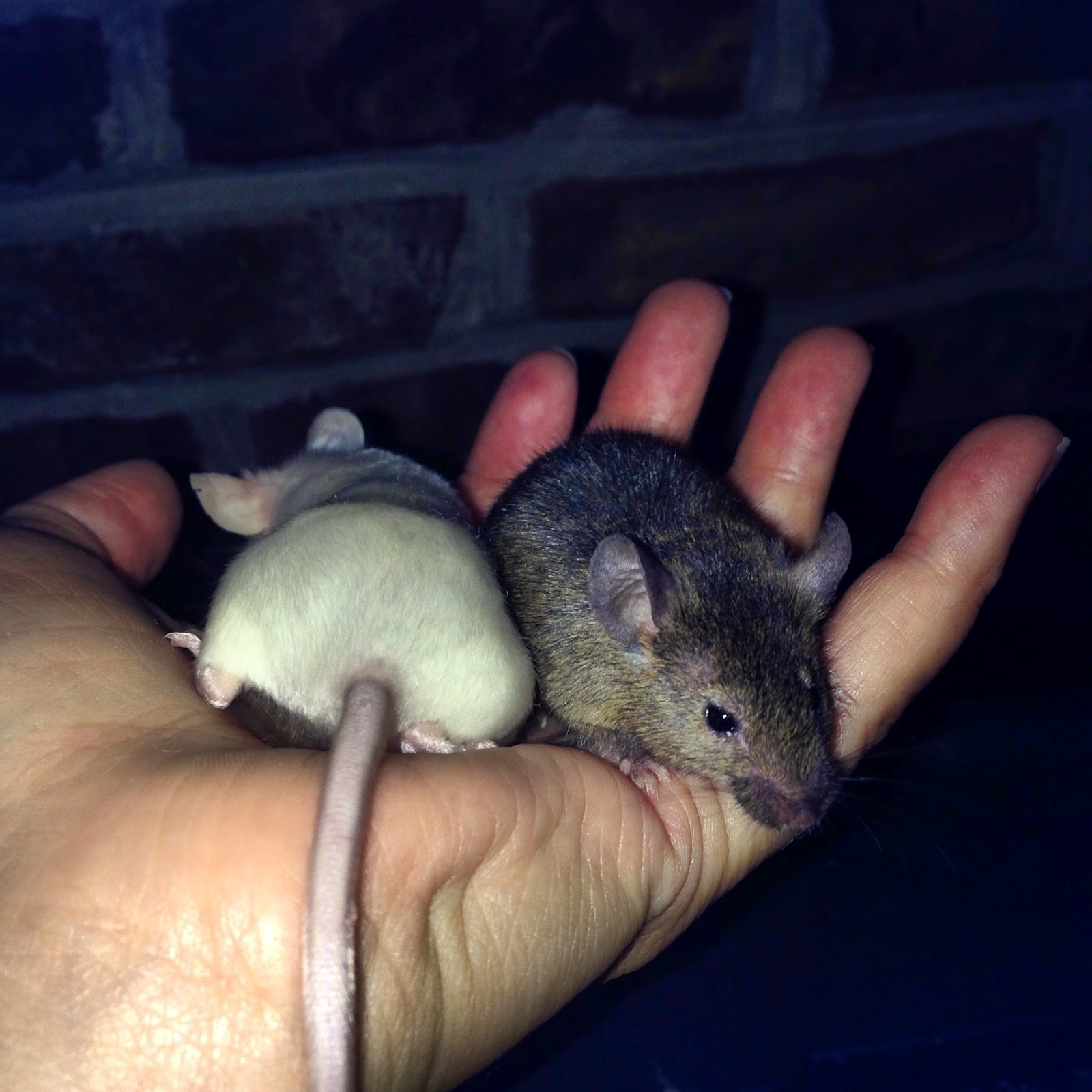 The Meek Moose: The Real-Life Math of Animal Keeping - The Meek Moose ...