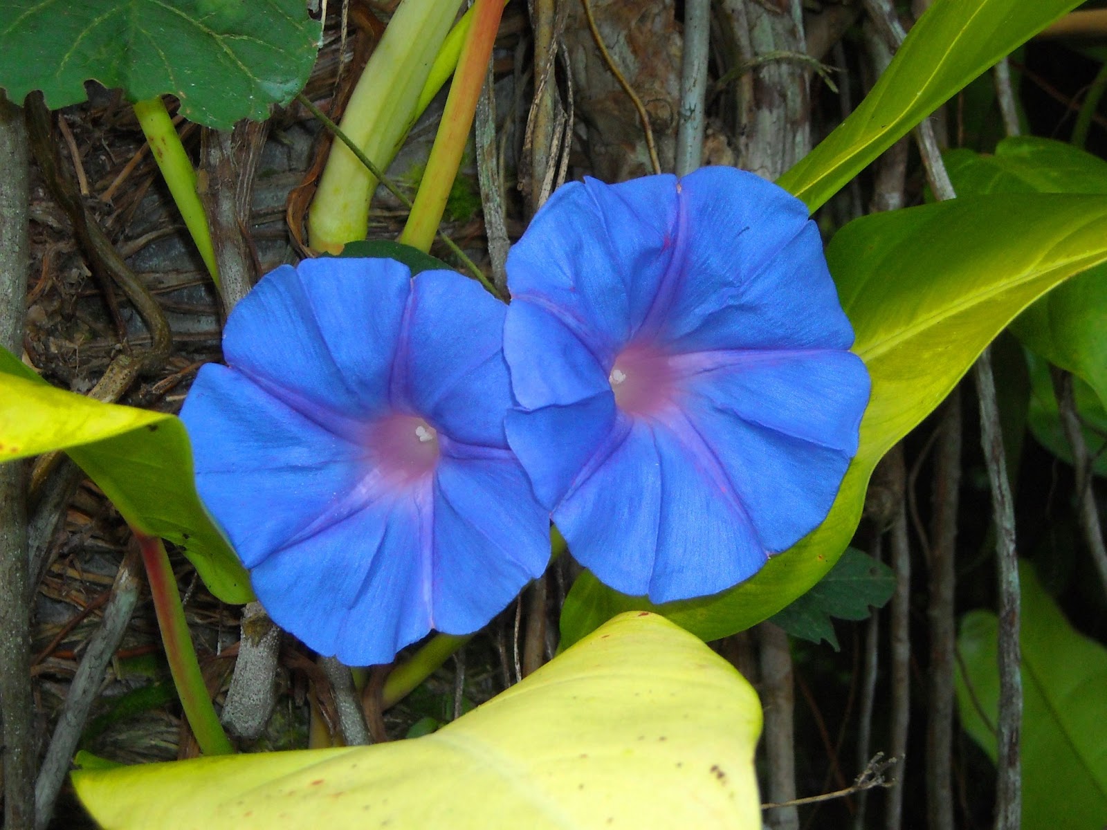 Bunga Seri Pagi (Asagao)