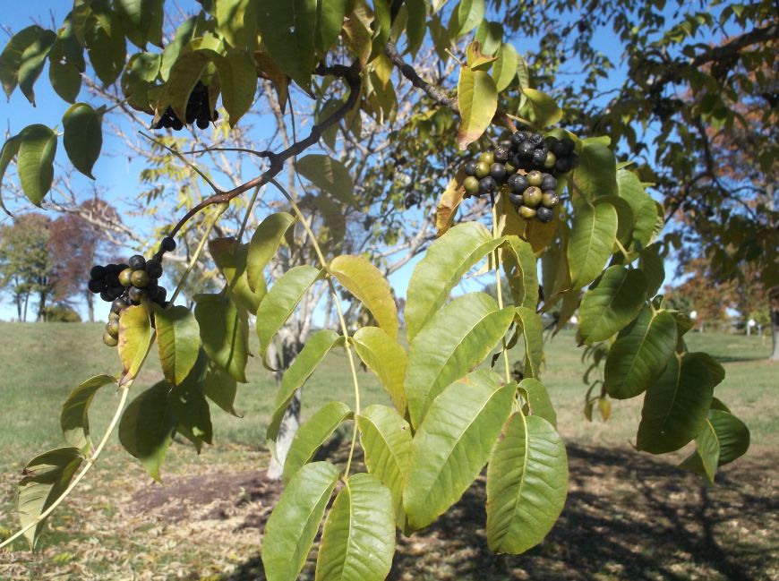 Future Plants by Randy Stewart: Corktree