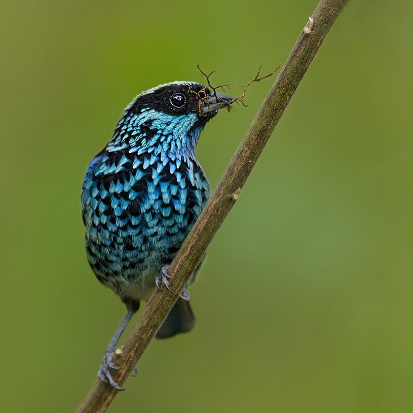 PLAAN : Tangara de Lentejuelas - Tangara nigroviridis