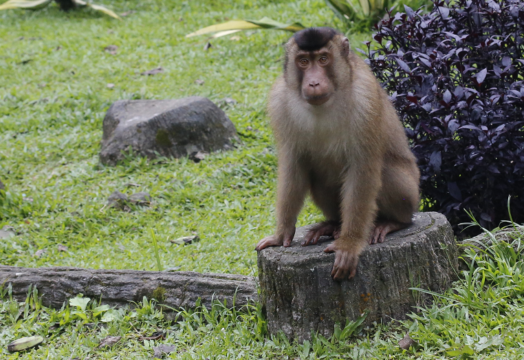 Espacio dedicado a la naturaleza: Macaco cola de cerdo (Macaca nemestrina)