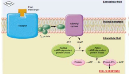 Garda MD 12: Mekanisme kerja hormone