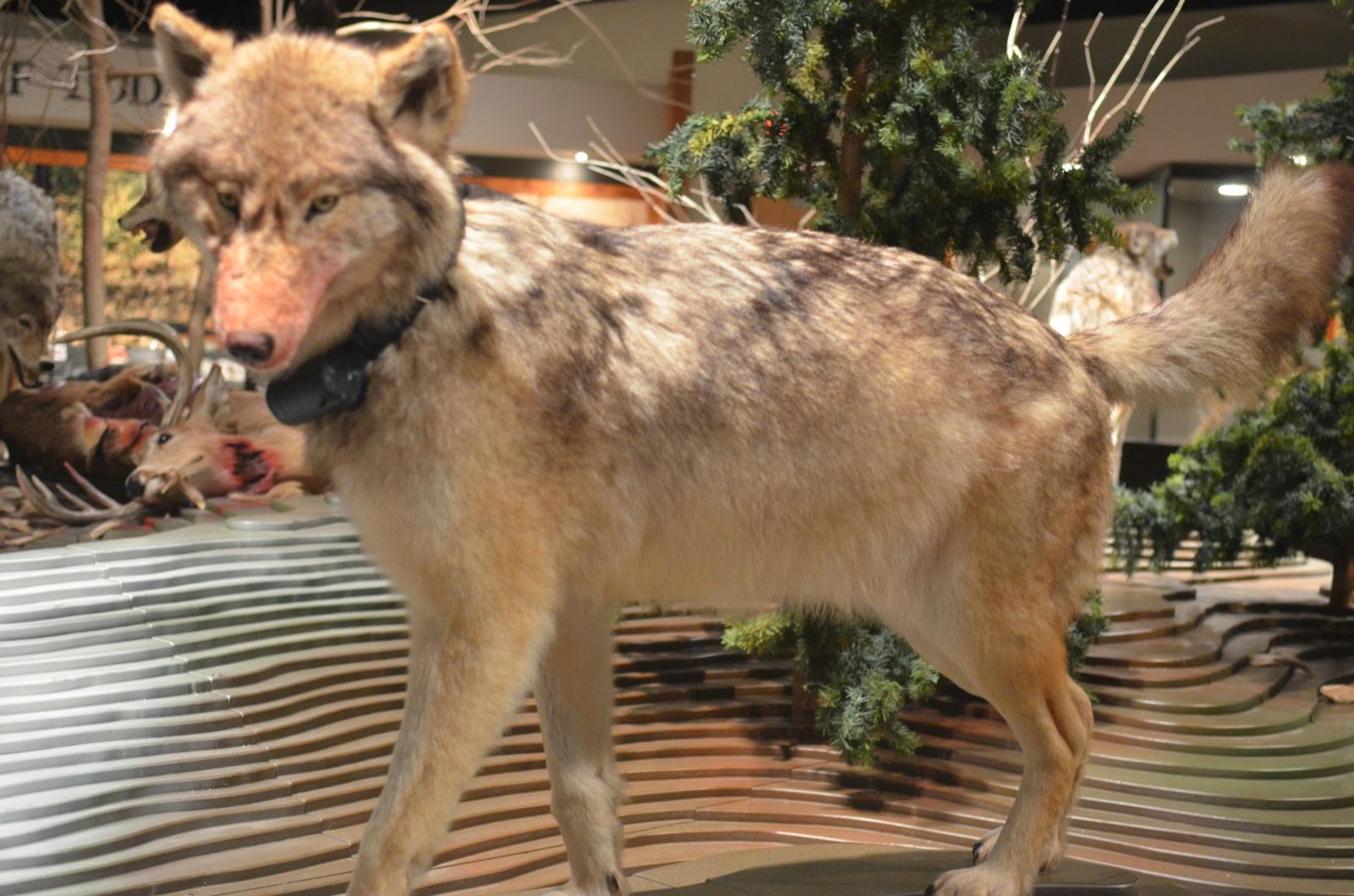 RVing Beach Bums: International Wolf Center, Ely, MN