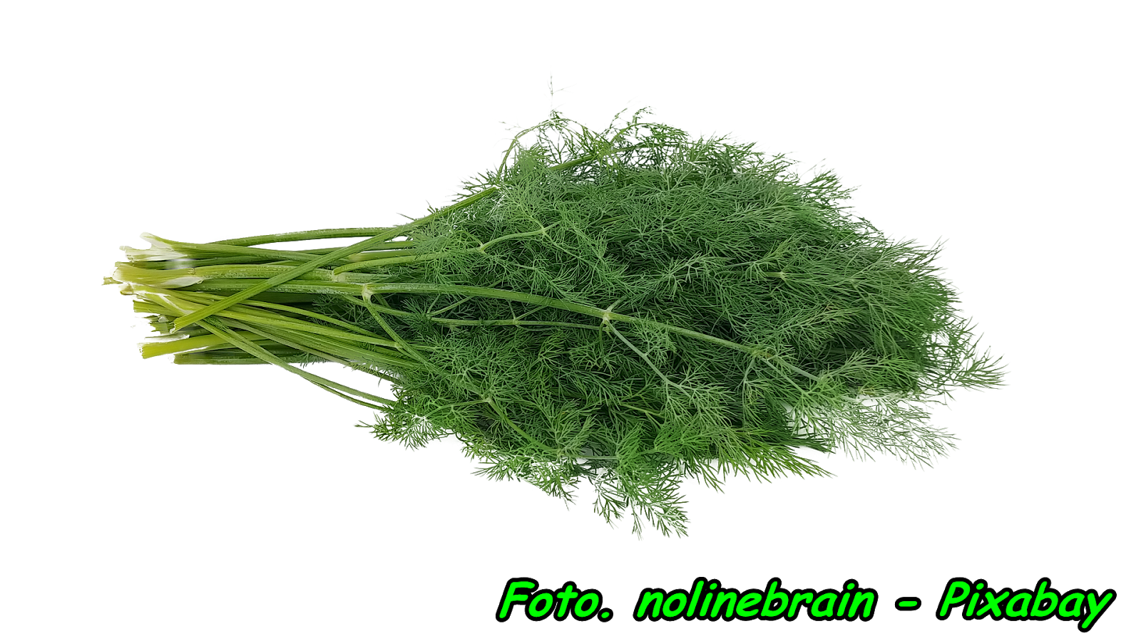 Przepisy i porady kulinarne: Jak przechować świeży koperek przez kilka dni.