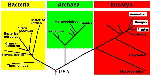 Al Desnudo !: Sistema de los tres dominios