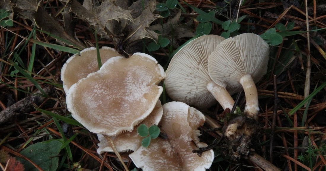 El mundo microscópico de los hongos: Clitocybe rivulosa (Pers ex Fr)Kum