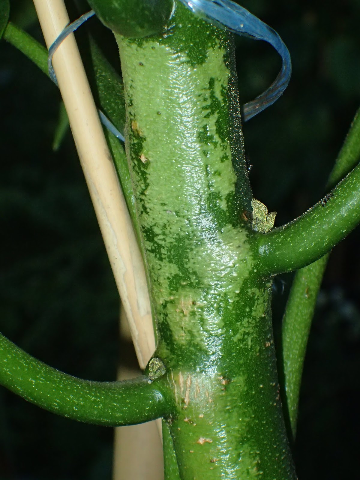 Scirpidiella's Plants: Hybrid of Hardy Tamarillo’s (Cyphomandra ...