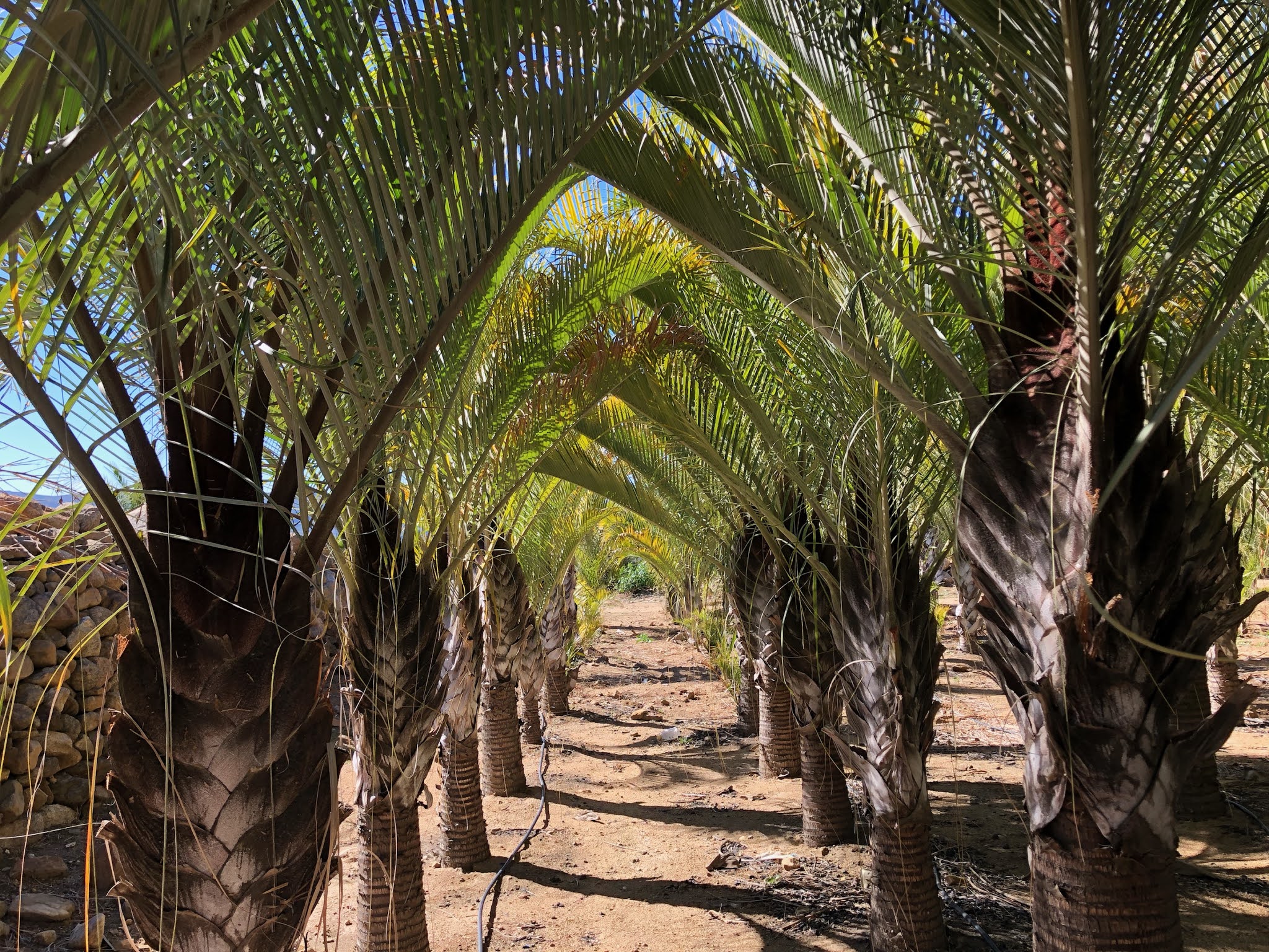 Gregory Palm Farms : Triangle Palm, Striking In Appearance (blue-green ...
