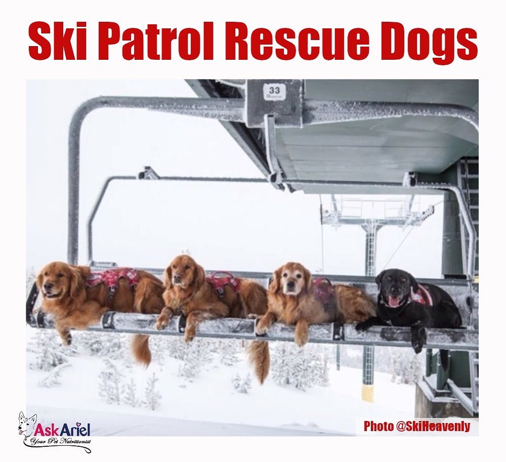 What Are Ski Patrol Rescue Dogs Holistic Vet And Pet Nutrition Journal what-are-ski-patrol-rescue-dogs-holistic-vet-and-pet-nutrition-journal