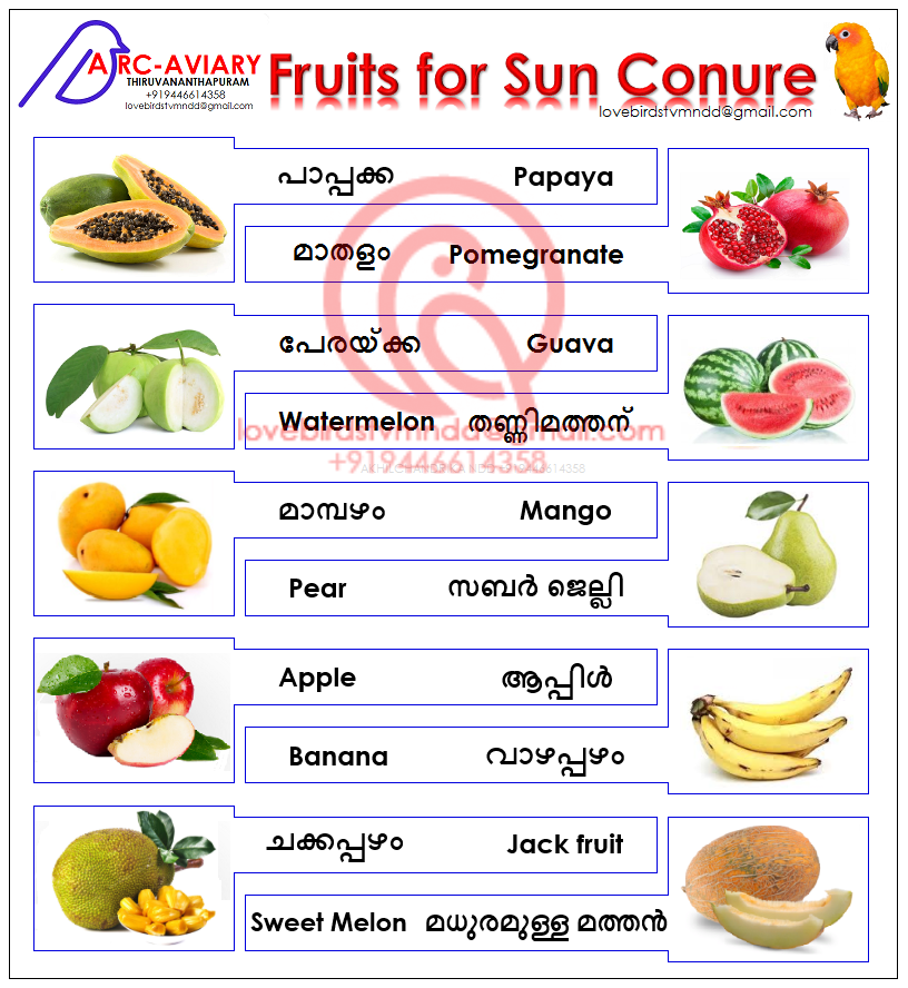 Sun Conure Food Diet.