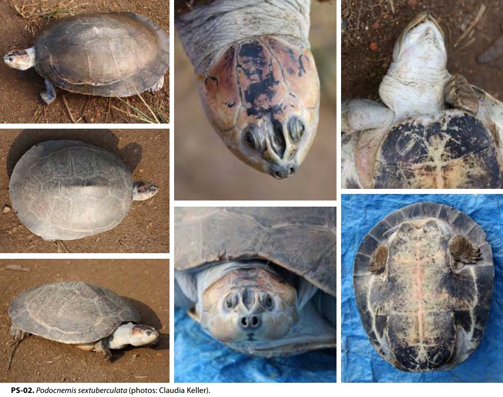 Species New to Science: [Herpetology • 2017] Checklist of Chelonians ...