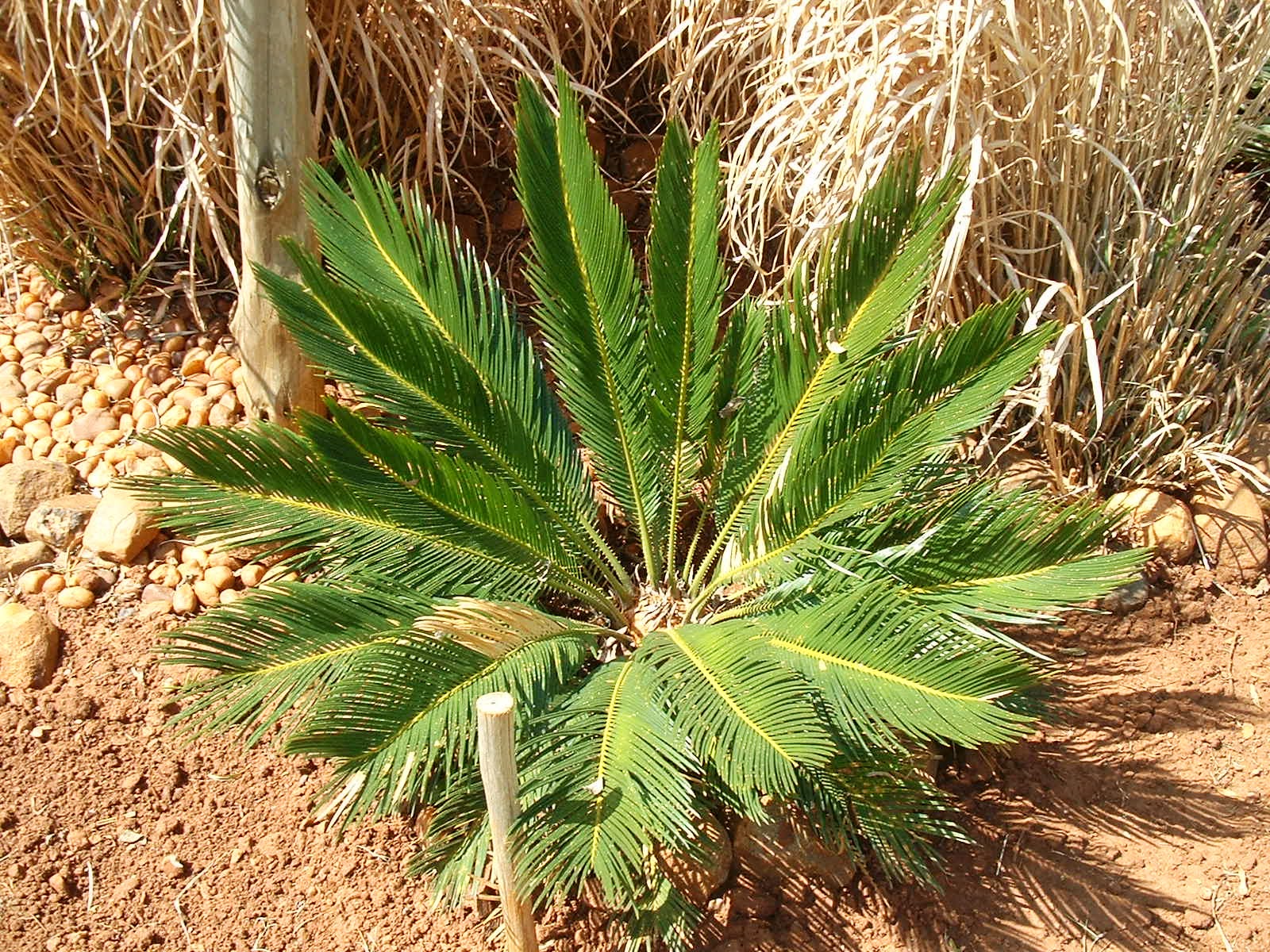 Hedgie's Nature Journal : Gardening with "living fossils"