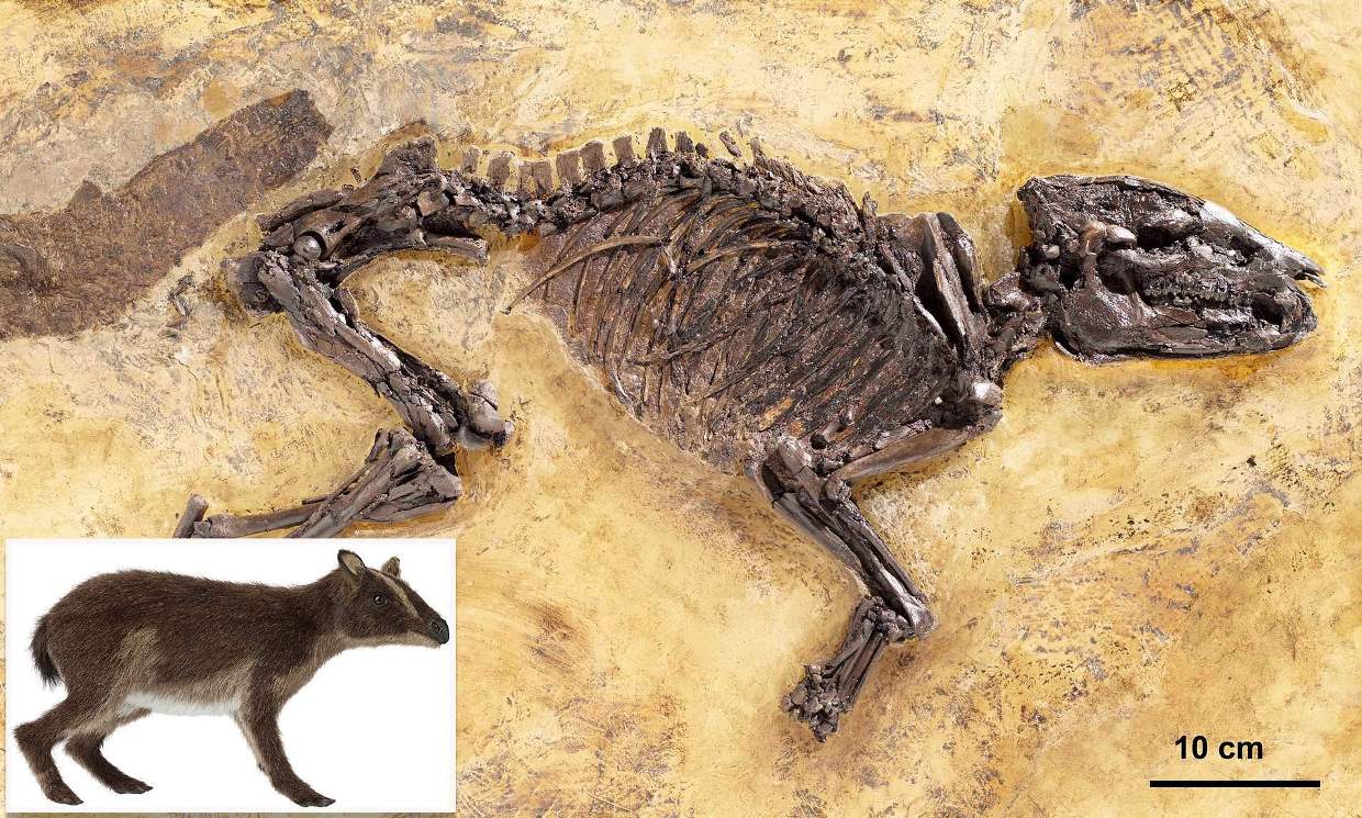 Tiny, 48-million-year-old Primitive Horse Looked Like a Badger - Geology In