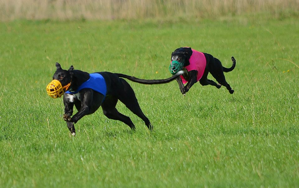 Nightrave greyhounds blog: Lure coursing FAQ for retired racing ...