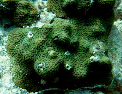 The Apprentice Manatee