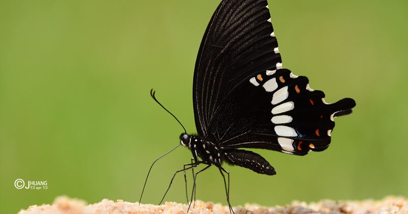 Butterflies of Singapore: The Butterfly Legs