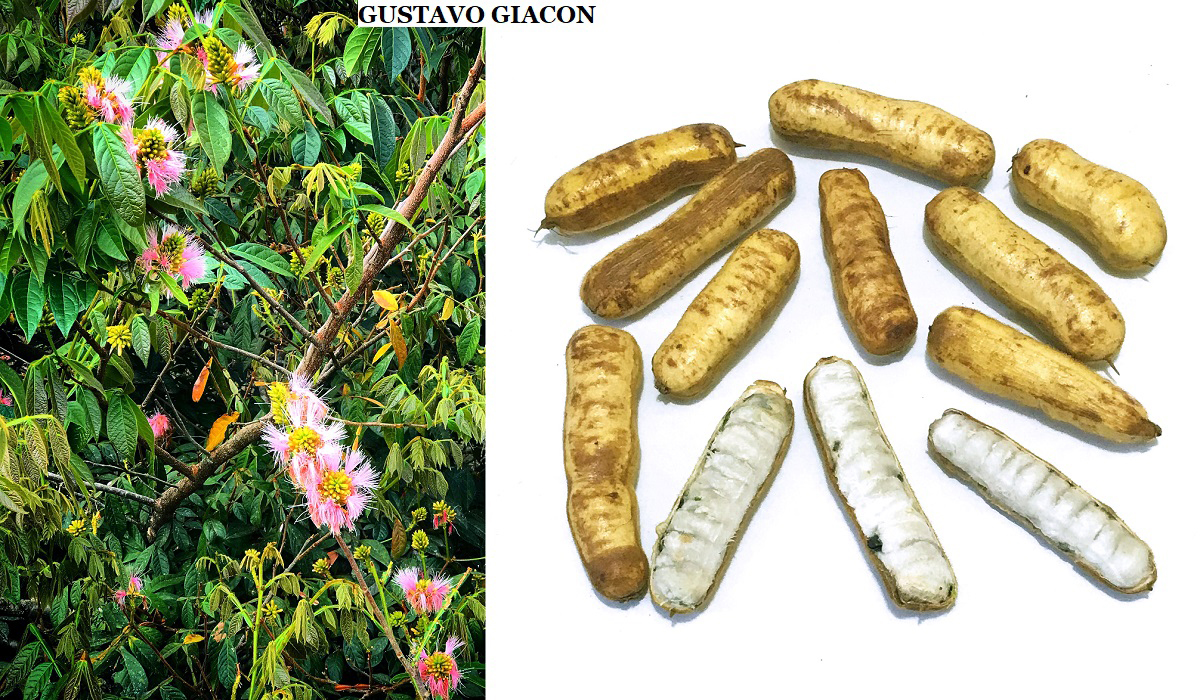 Viveiro Ciprest - Plantas Nativas e Exóticas: Ingá Cabeludo Anão de ...