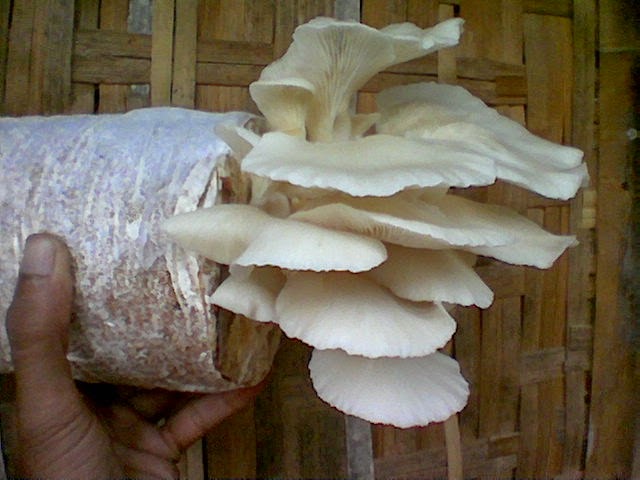 White Oyster Mushrooms: Making Media Oyster Mushroom Cultivation