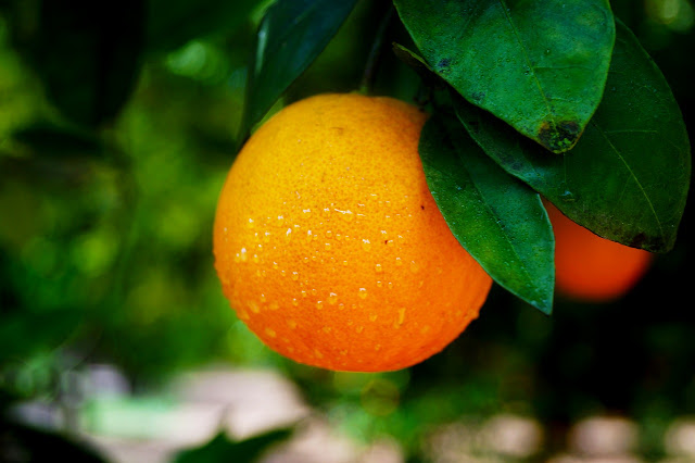 FAQs about Choosing, Eating, and Juicing Oranges